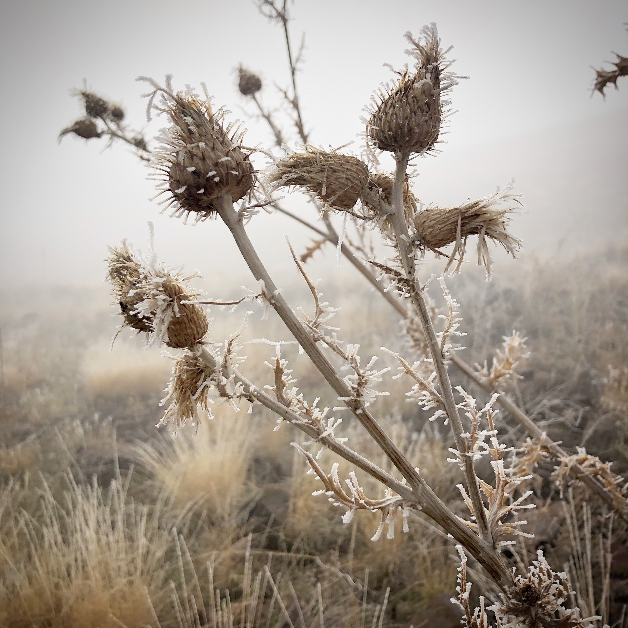 CLASSES & EVENTS – Wild Solitude