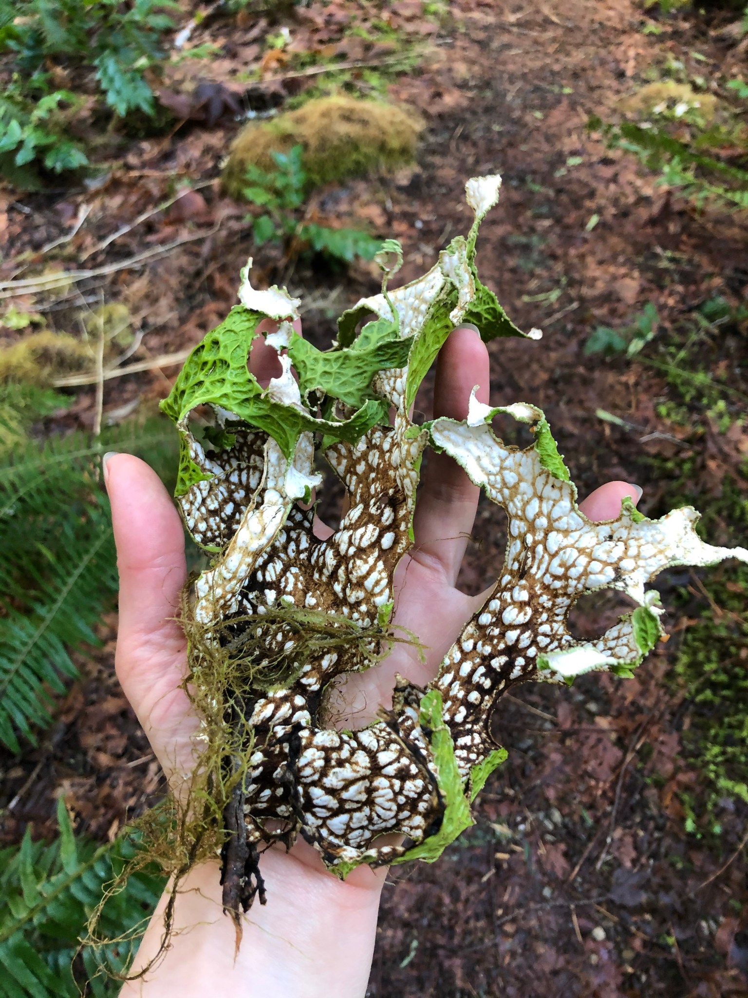 Calendar of Events – Wild Solitude