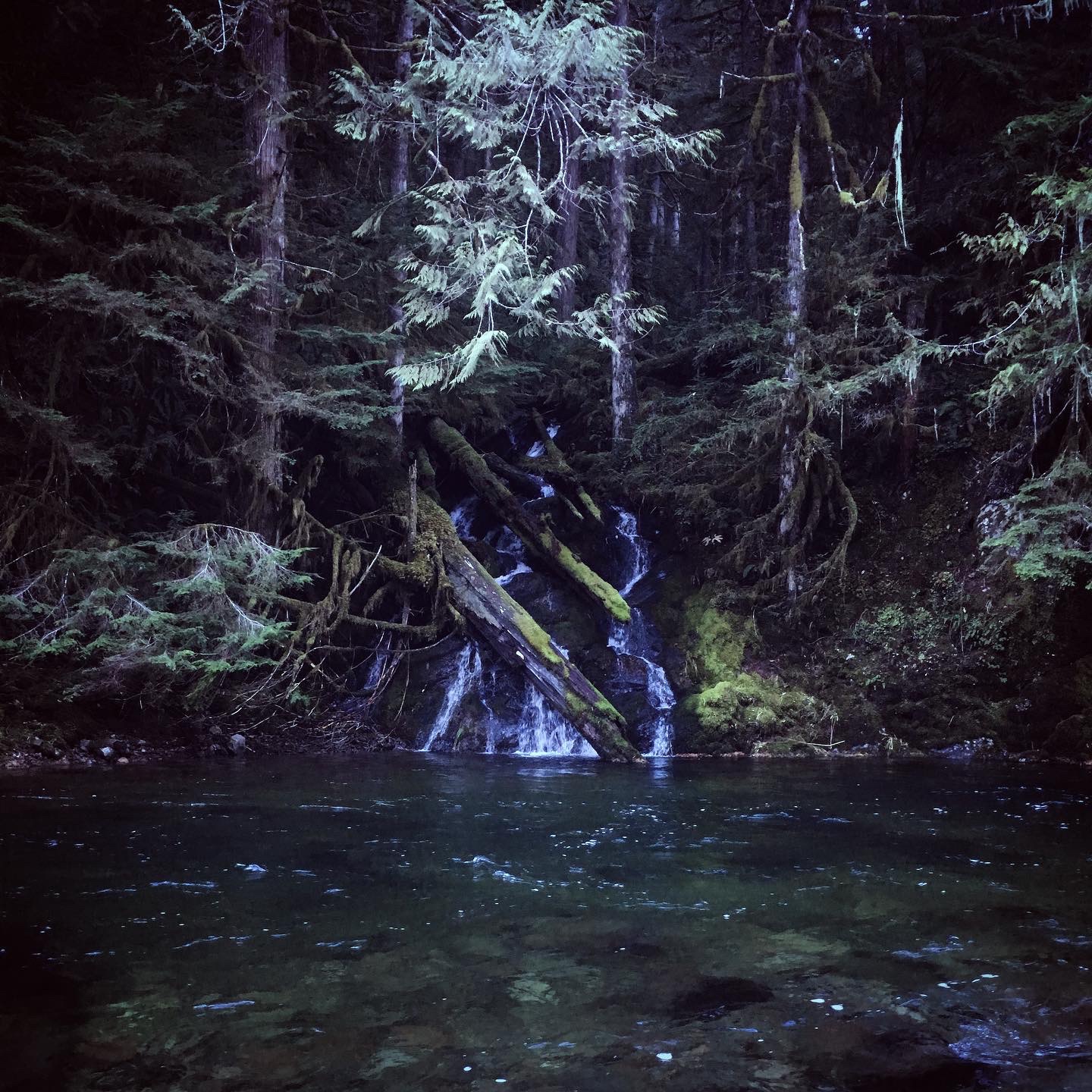 Online Courses – Wild Solitude