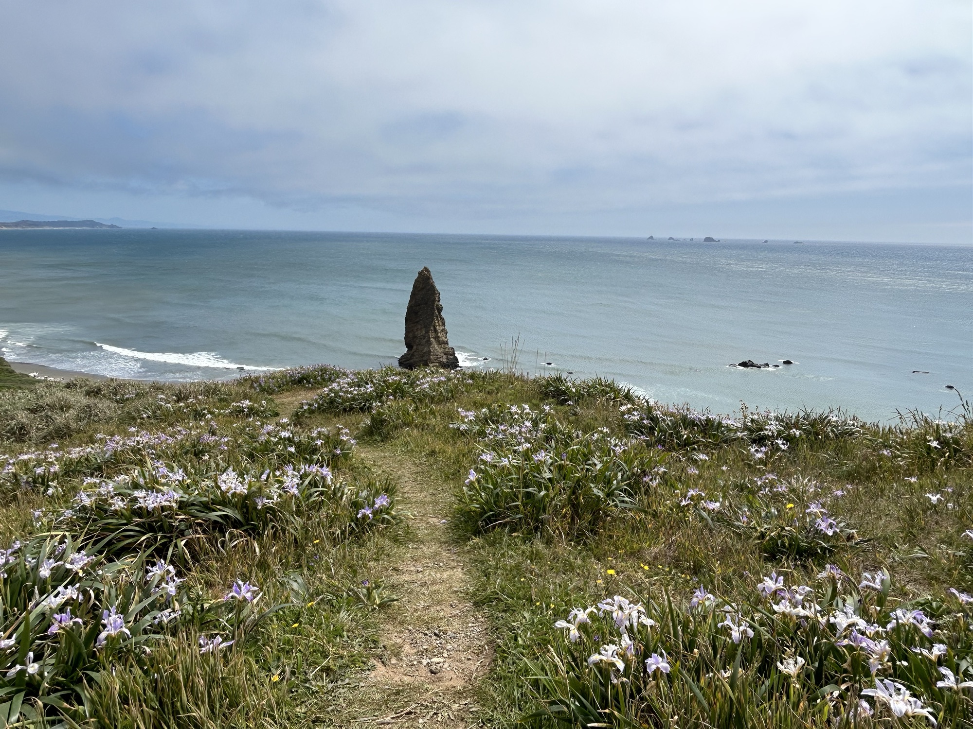 Professional Consulting Services – Wild Solitude